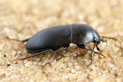 Photo 46696 Crypticus Quisquilius