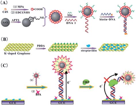 The Analytical Procedure Of The Amplified Ecl Tbp Assay Reprinted With