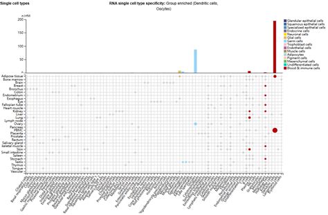 系统性红斑狼疮治疗靶点cd303