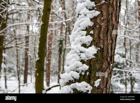 Tree Trees Covered With Snow Stock Photo Alamy