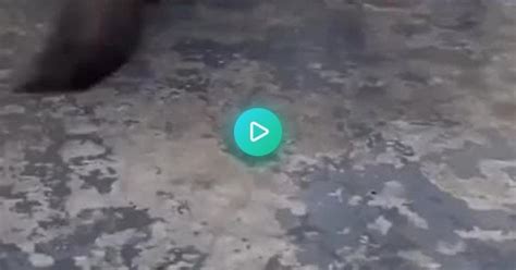 Genuinely Thought It Was A Cute Cerberus R Confusingperspective