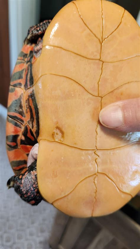 Damage Under Turtles Shell Rturtle