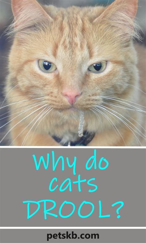Why Do Cats Drool Understand The Reasons