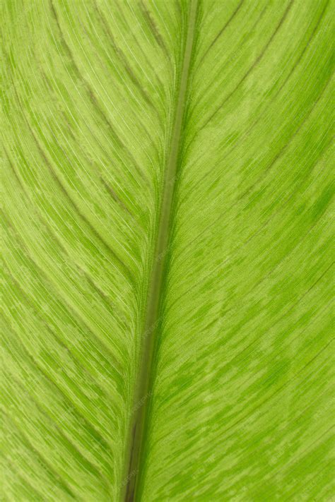Free Photo Green Plant Leaf Texture