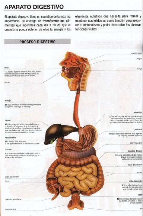 Sistema Digestivo Imágenes Sistema Digestivo Anatomía órganos