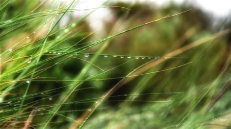 Dew On Grass Hd Desktop Wallpaper Widescreen High Definition