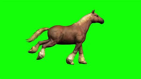 550 Horse Green Screen Stock Videos And Royalty Free Footage Istock