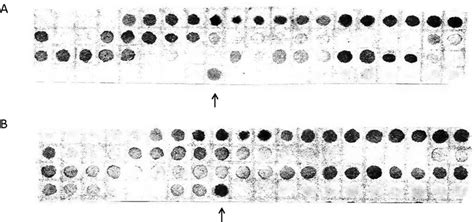 Spot Peptide Membrane Array Epitope Mapping For Standard Download Scientific Diagram