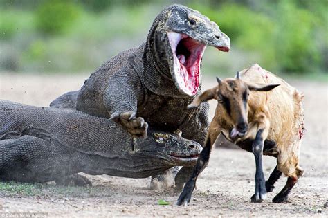 The 5 Most Dangerous Lizard Species In The World Animal Kingdom Blog