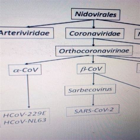 Classification Of Human Coronavirusroujian Et Al 2020 Download
