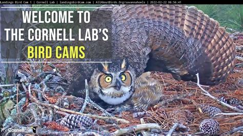Welcome To The Cornell Labs Bird Cams Youtube
