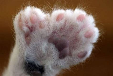 Top 10 Cats Born With Unusual Birth Defects And Fur Markings