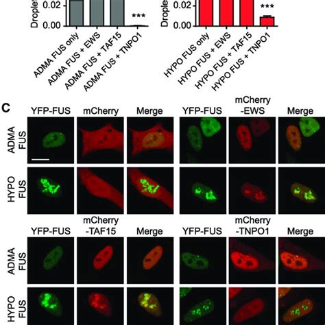 Pdf Fus Phase Separation Is Modulated By A Molecular Chaperone And