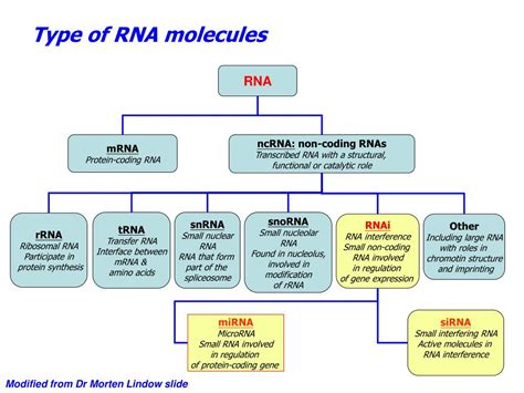 Ppt Micrornas Small Non Coding Rnas With Big Impact In Biology