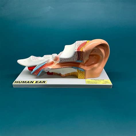 Human Ear Model Elmo India