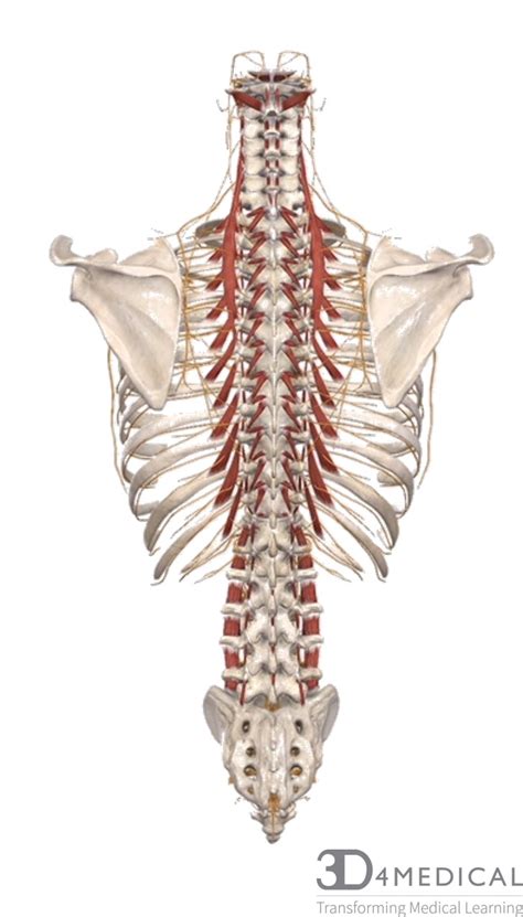 The Dorsal Cavity Advanced Anatomy 2nd Ed
