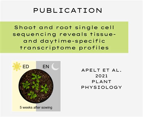 Publication Shoot And Root Single Cell Sequencing Reveals Tissue And Daytime Specific