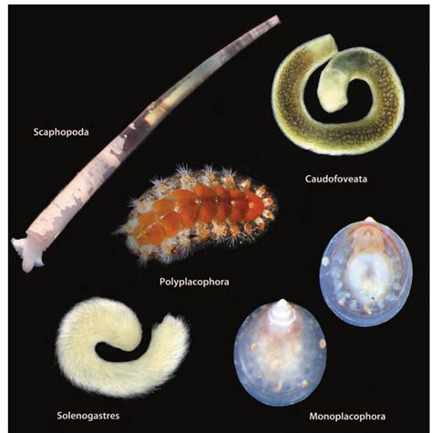 Pdf Mollusca Caudofoveata Monoplacophora Polyplacophora