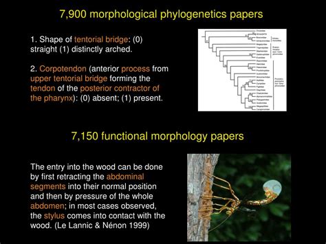 Ppt Leveraging Ontologies To Transform Insect Taxonomy And