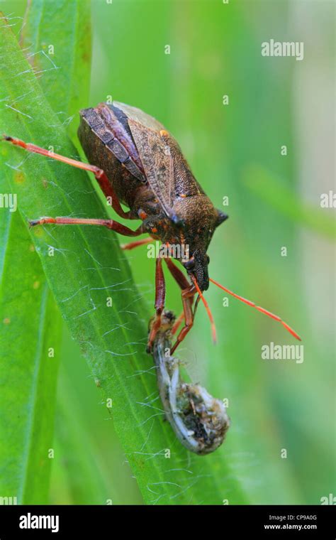 The Predatory Shield Bug Species Picromerus Bidens With Prey Stock
