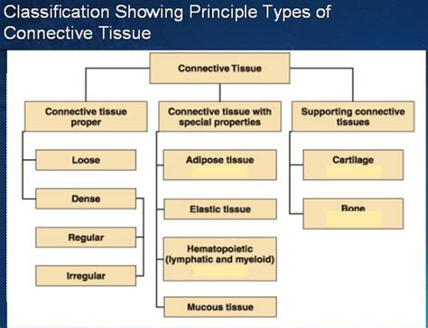 Types Of Connective Tissue