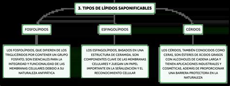 Clasificación Y Saponificación De Los Lípidos Algor Cards