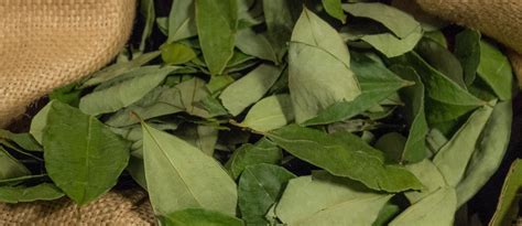 Coca Leaf Ointment At Frederick Rosado Blog