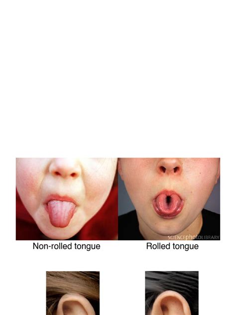 Grade 9 Genetics Heredity And Inheritance 1 Pdf Dominance Genetics