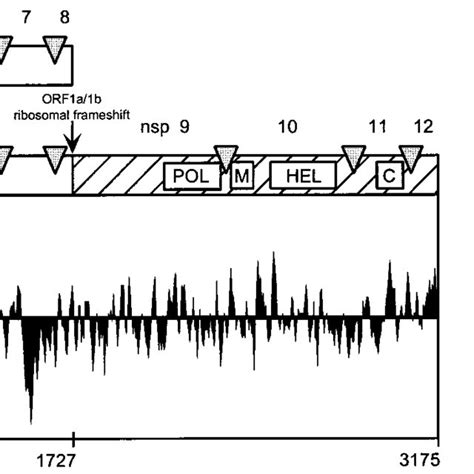 Proteolytic Processing Scheme Hydrophobicity Plot And Subunit