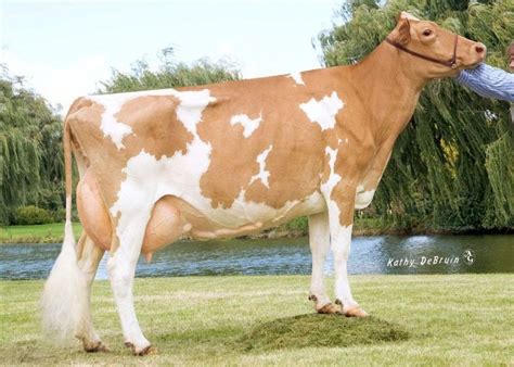 Dairy Cow Breeds Midwest Dairy Dairy Cow Breeds Cow Dairy Cows