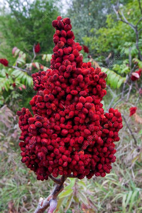 What Is Sumac Berry At Janelle Mayo Blog