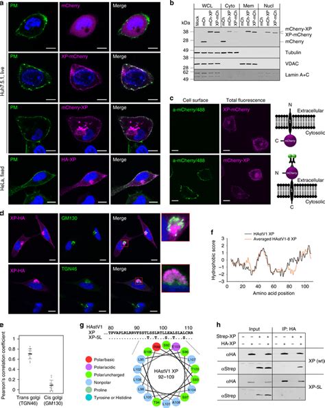 Cellular Localization Membrane Topology And Multimerization Of Xp A Download Scientific