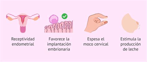 Importancia De La Progesterona En El Embarazo Beneficios Y Razones