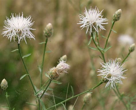Centaurea Diffusa