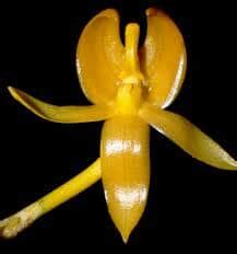Bulbophyllum Macranthoides La Foresta Orchids
