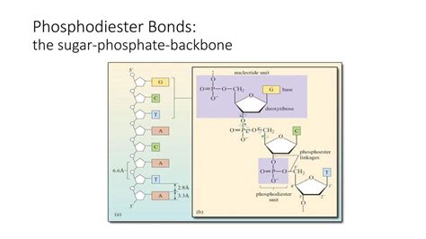 Dna Deoxyribonucleic Acid Ppt Download