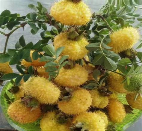 刺梨有哪些功效与作用？ 知乎