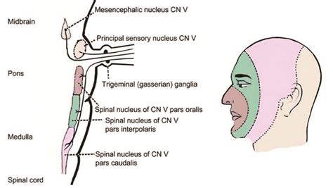 Burning Mouth Syndrome Oral Health Group