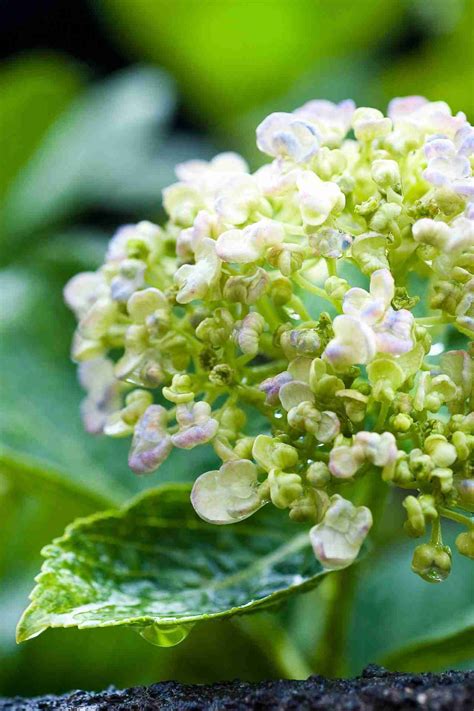Top 5 Hydrangeas To Attract Pollinators Hydrangea Love