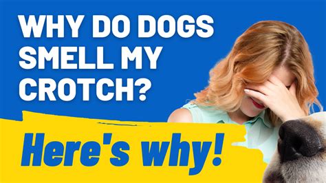 Why Do Dogs Smell My Crotch Explained Houndgames
