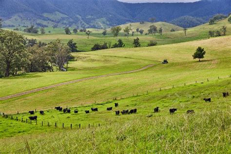 Beef Industry Traceability Pilot Starts In Australia