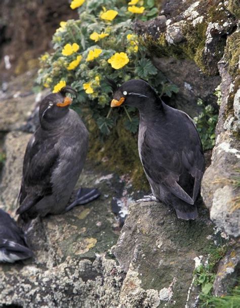Free Picture Crested Auklet Pair Birds