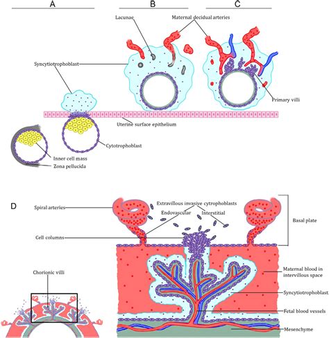 Frontiers Decoding The Molecular Pathways Governing Trophoblast