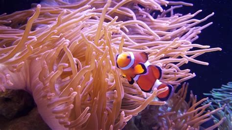 Premium Photo Clown Fish