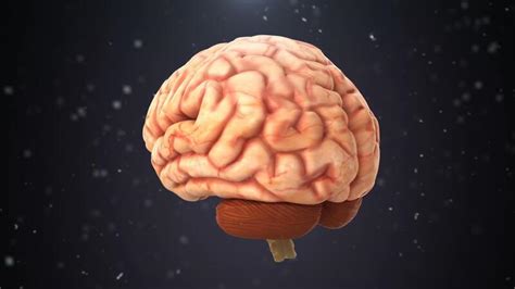 Human Brain Animation Stock Video Footage For Free Download