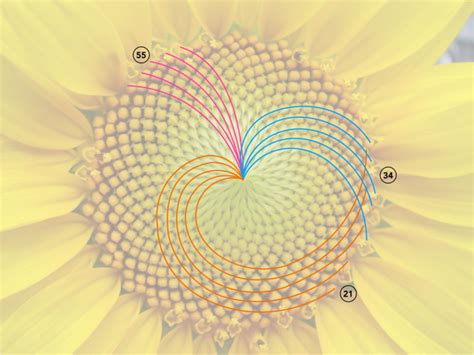 Fibonacci Patterns In Nature The Craft Of Coding