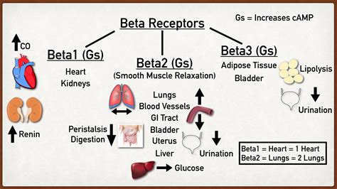 Beta Blockers Share Which Of The Following Endings