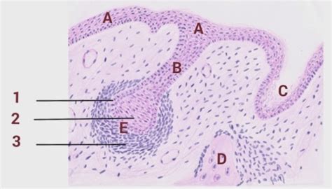 Tooth Development Histology Quiz