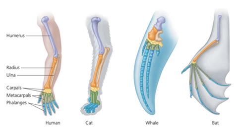 Bio 121 Phylogeny Review Flashcards Quizlet