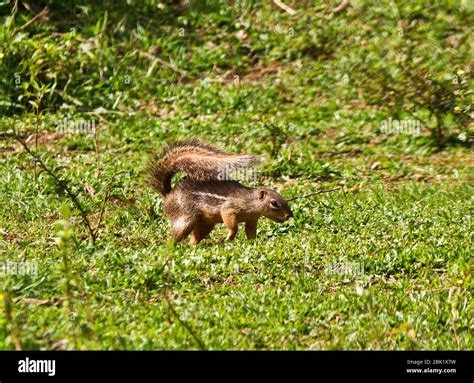 A Striped Ground Squirrel Uses His Bushy Tail As A Parasol To Enable